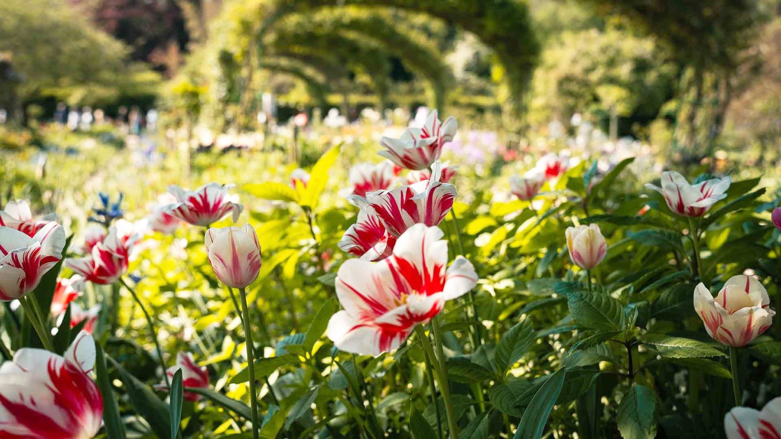 The Flowering Calendar of Claude Monet's Gardens at Giverny