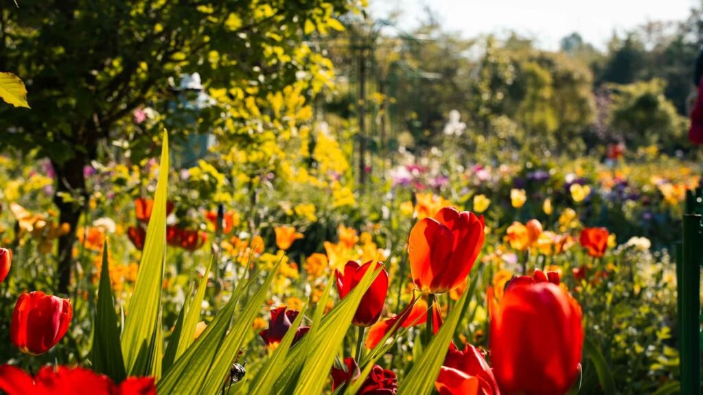 The Complete List of Plants and Flowers in Claude Monet’s Garden at ...